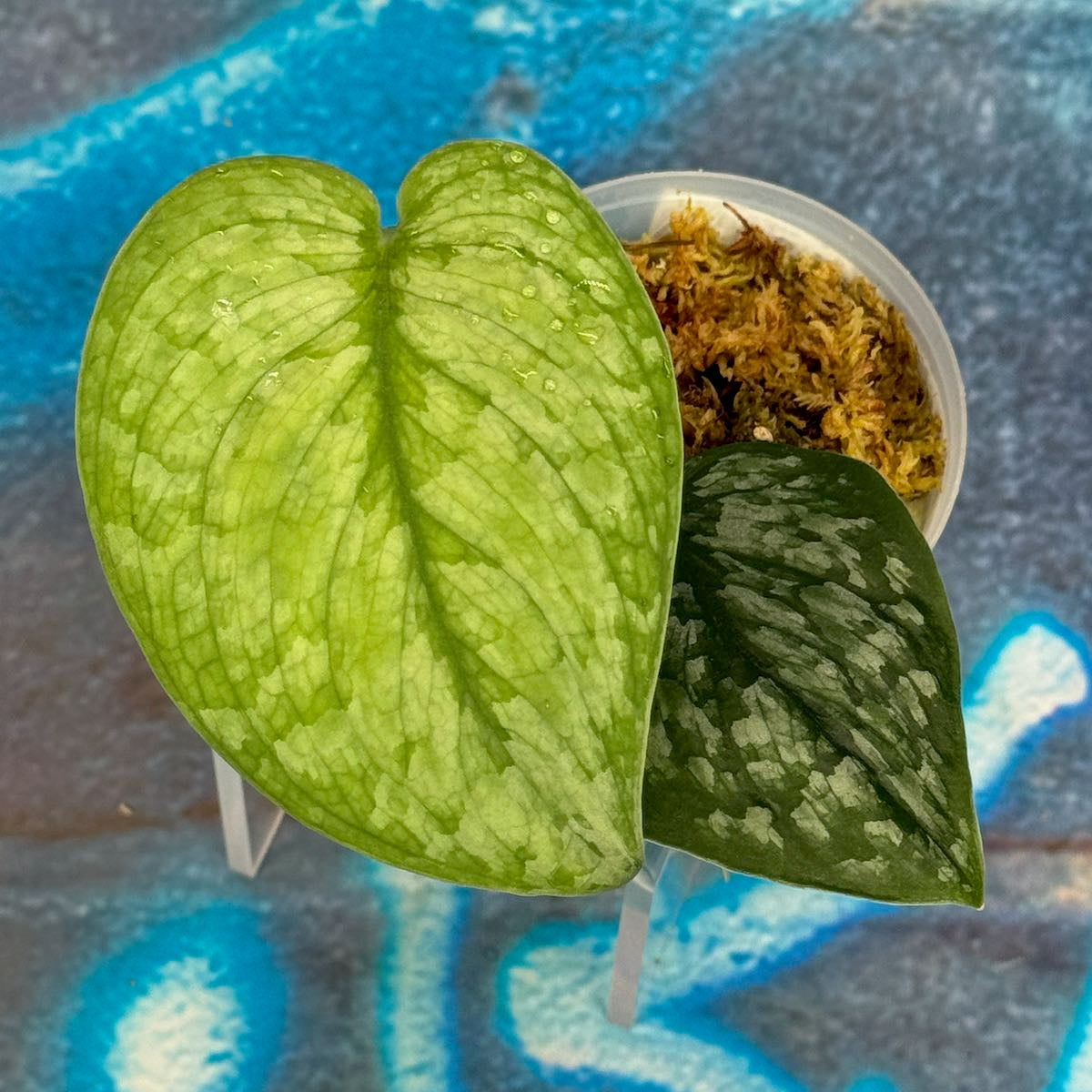 Scindapsus pictus 'Blue Splash' - #SCBS000010 – YourPlantShop.com