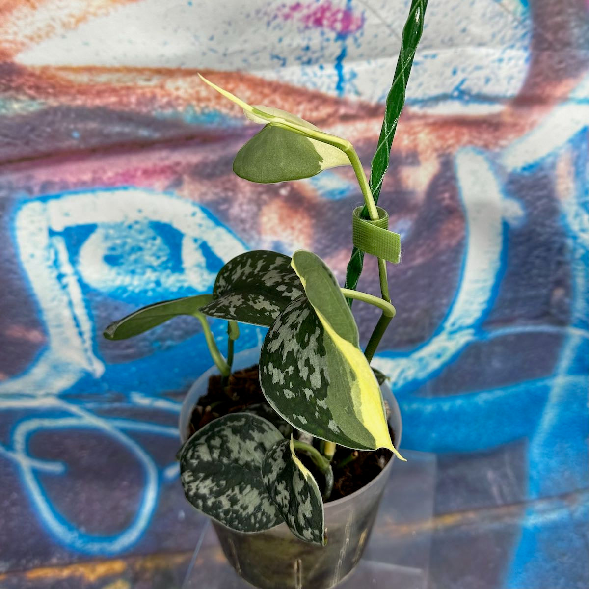 Scindapsus pictus 'Mayari' - SCMA000044 – YourPlantShop.com