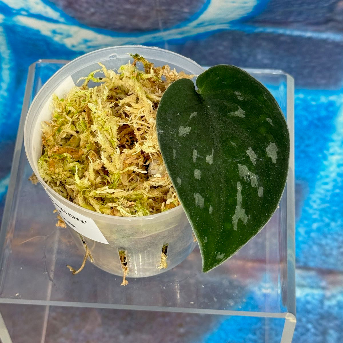 Scindapsus 'Dark Dragon' - #SCDD000013 – YourPlantShop.com