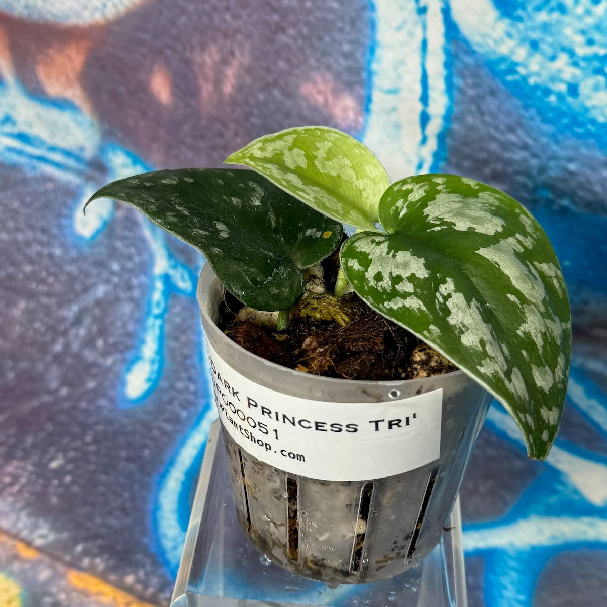 Scindapsus Dark Princess Tricolor NOID - SCDP000051 – YourPlantShop.com