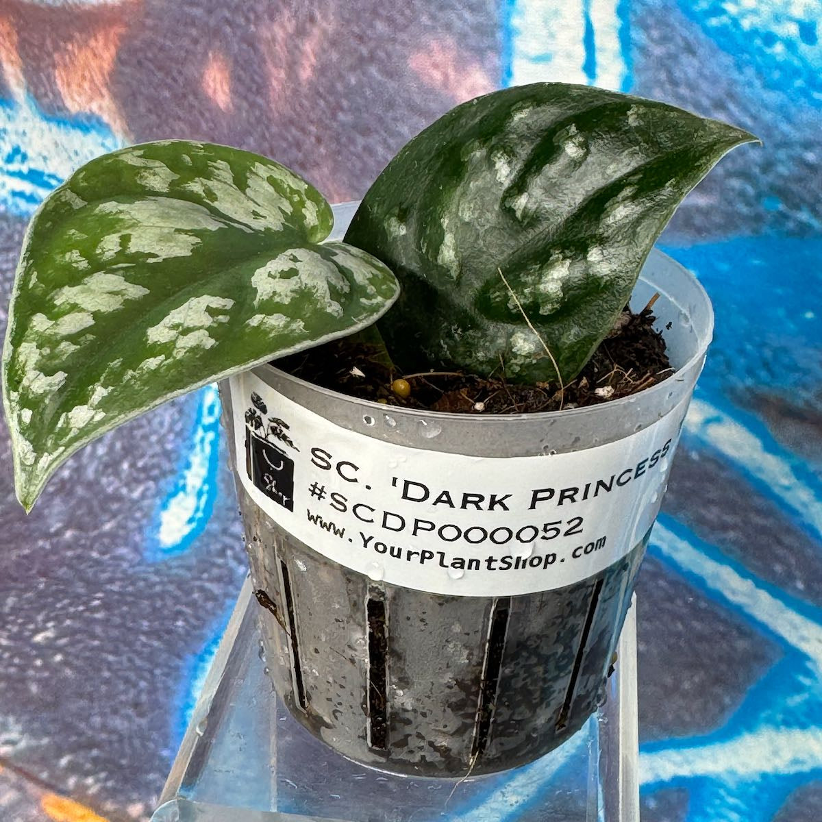 Scindapsus Dark Princess Tricolor NOID - SCDP000052 – YourPlantShop.com