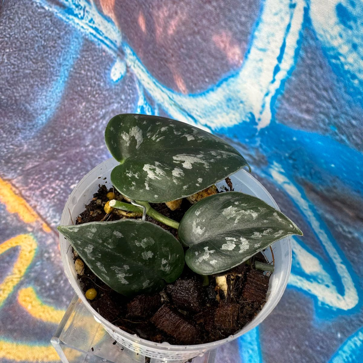 Scindapsus Dark Princess Tricolor NOID - SCDP000054 – YourPlantShop.com