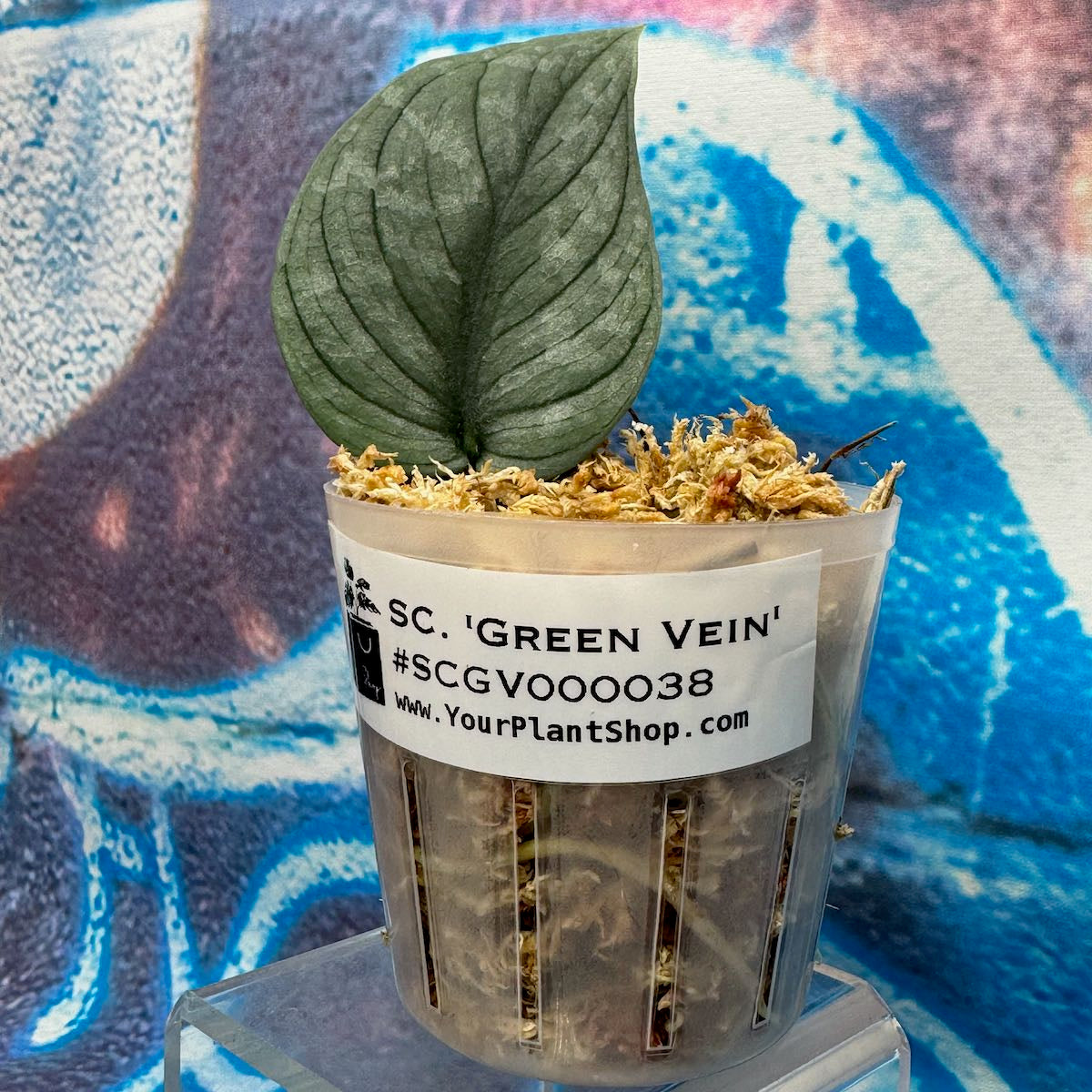 Scindapsus pictus 'Green Veins' - #SCGV000038 – YourPlantShop.com