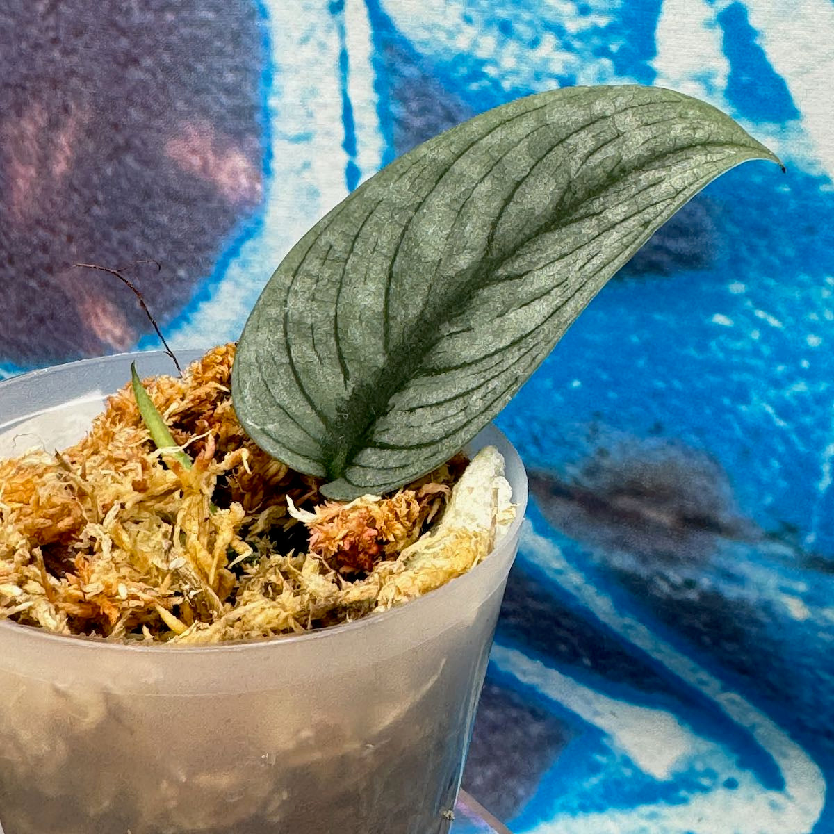 Scindapsus pictus 'Green Veins' - #SCGV000040 – YourPlantShop.com