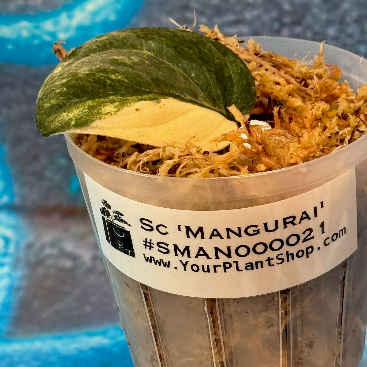 Scindapsus Mangurai - #SMAN000021-1 – YourPlantShop.com