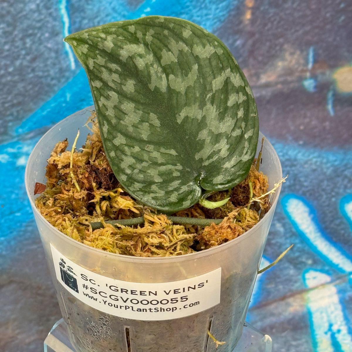 Scindapsus pictus 'Green Veins' - #SCGV000055 – YourPlantShop.com