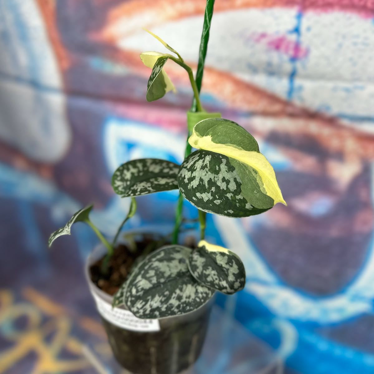 Scindapsus pictus 'Mayari' - SCMA000044 – YourPlantShop.com