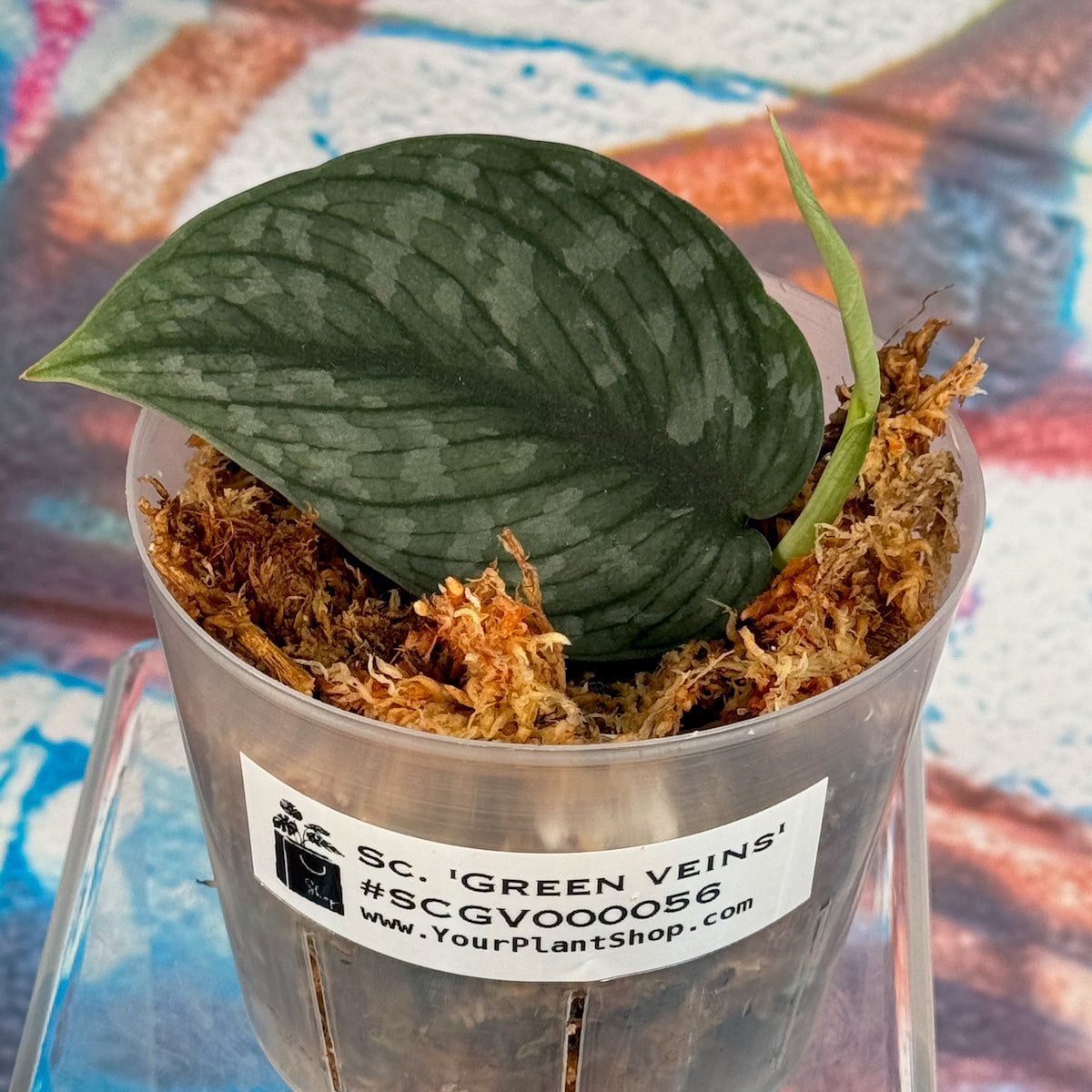 Scindapsus pictus 'Green Veins' - #SCGV000056 – YourPlantShop.com