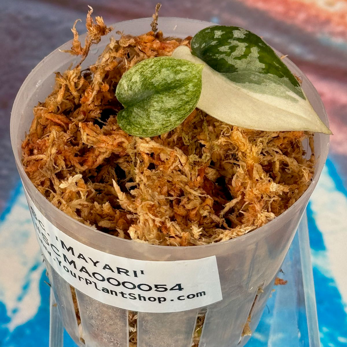 Scindapsus pictus 'Mayari' - SCMA000054 – YourPlantShop.com