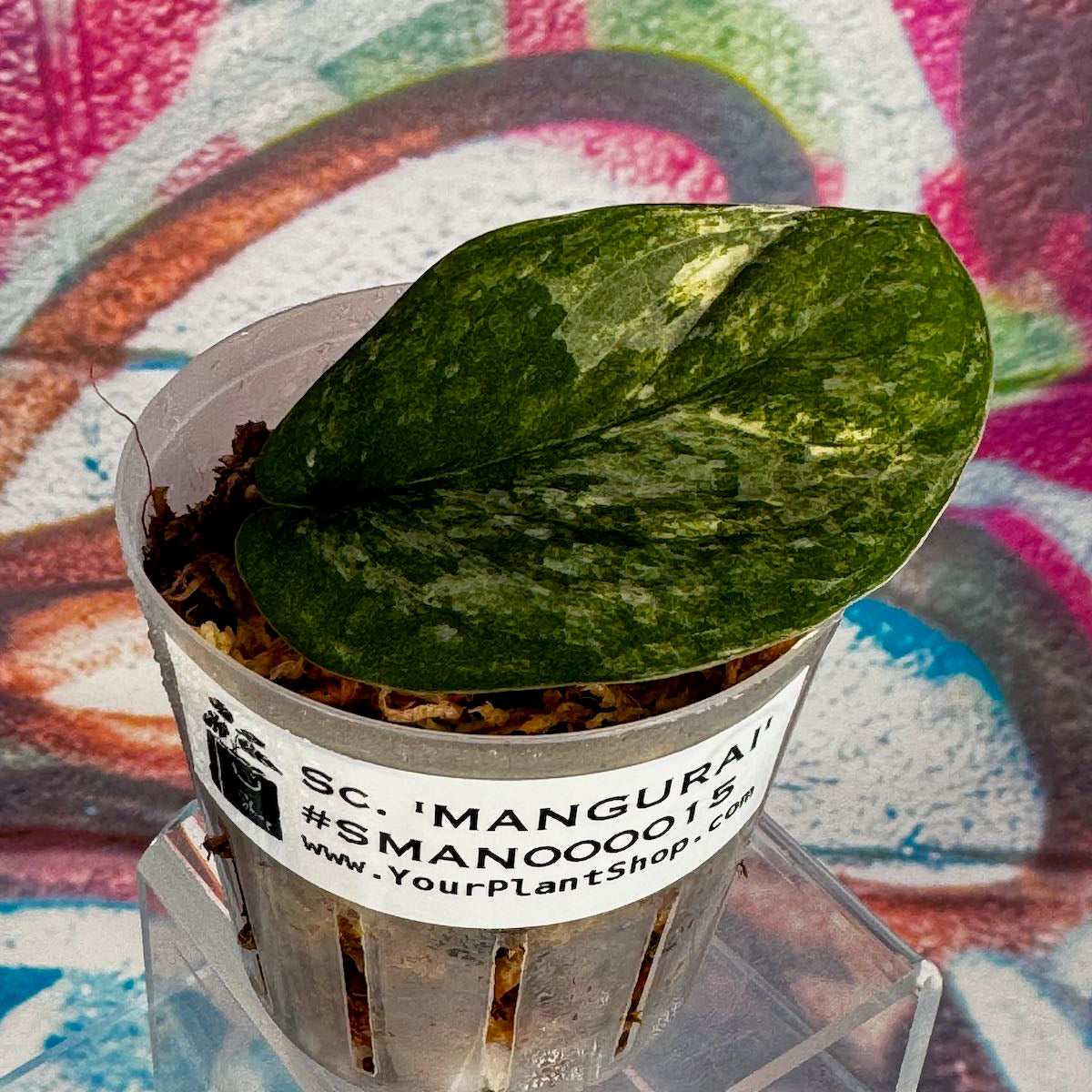 Scindapsus Mangurai - #SMAN000015 – YourPlantShop.com