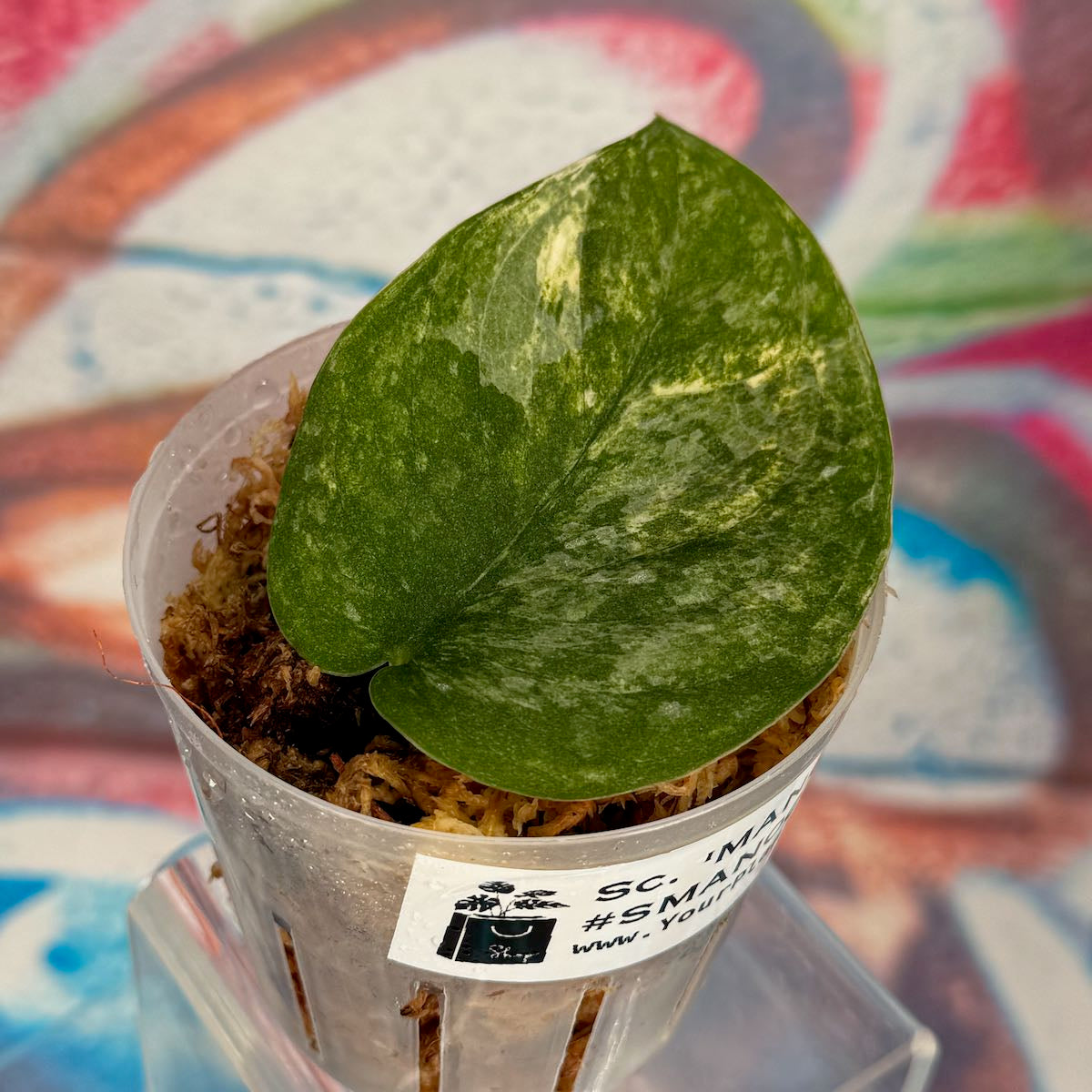 Scindapsus Mangurai - #SMAN000015 – YourPlantShop.com