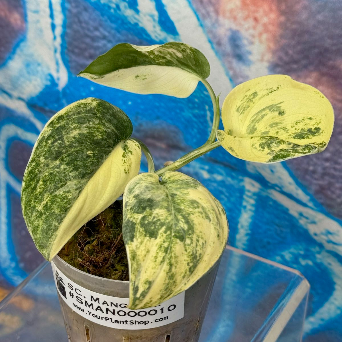 Scindapsus Mangurai - #SMAN000010 – YourPlantShop.com