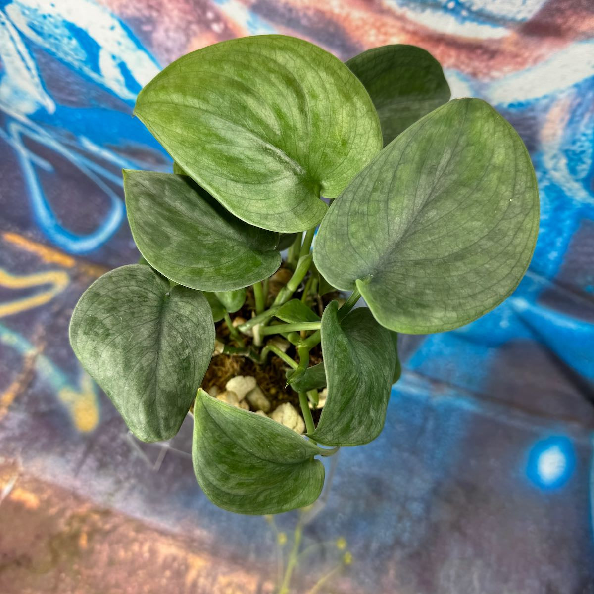 Welcome to YourPlantShop.com, Where you shop for plants!